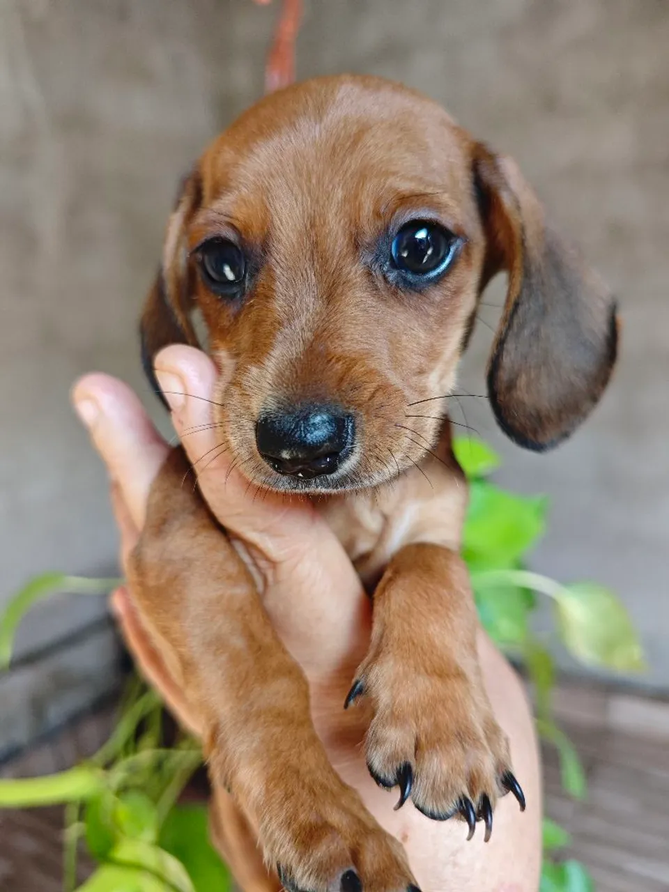 "cachorro cofap" - Cachorros no Brasil