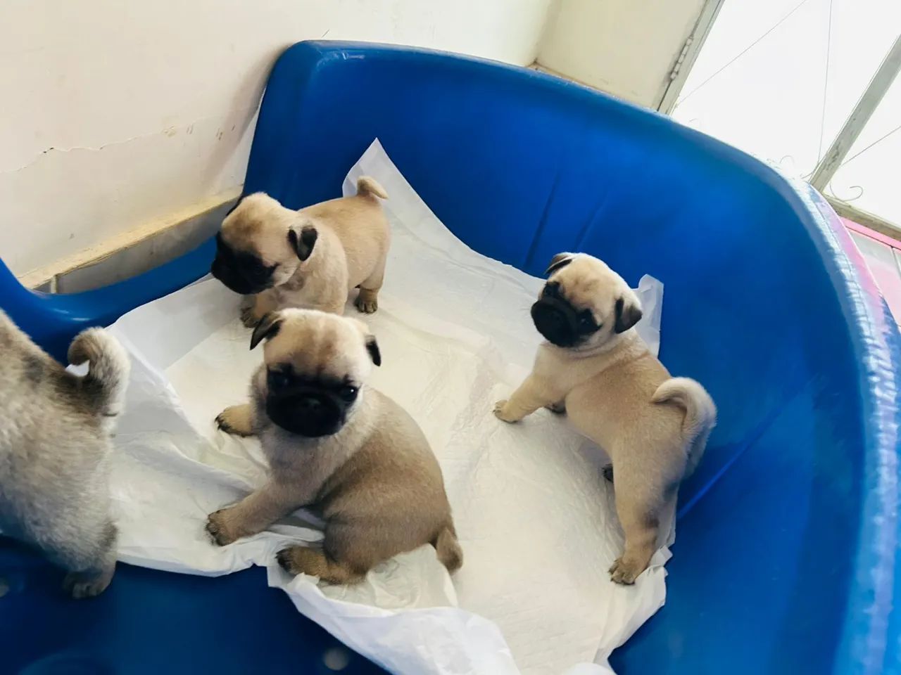 Filhotes de Pug - Cachorros - Vila Anália, Montes Claros 1446414459 | OLX