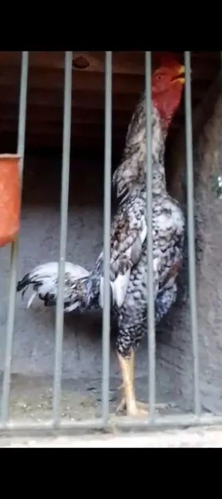 "carijos indios" no Brasil