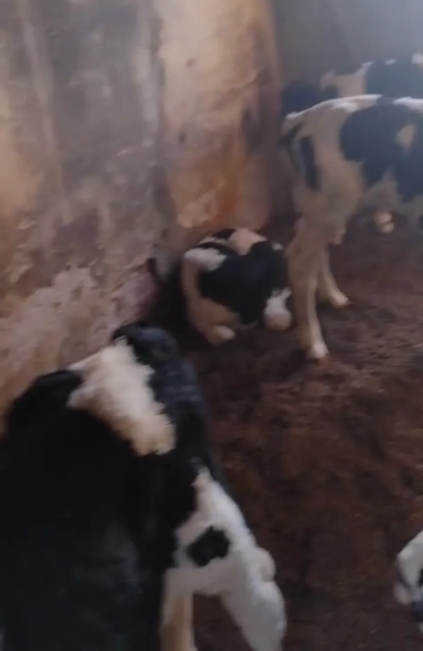 "bezerros ou bezerras" no Brasil