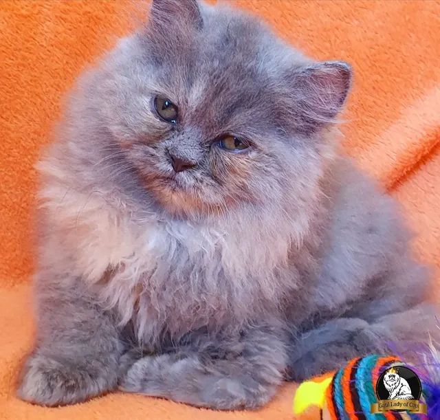 "gato blue" no Brasil