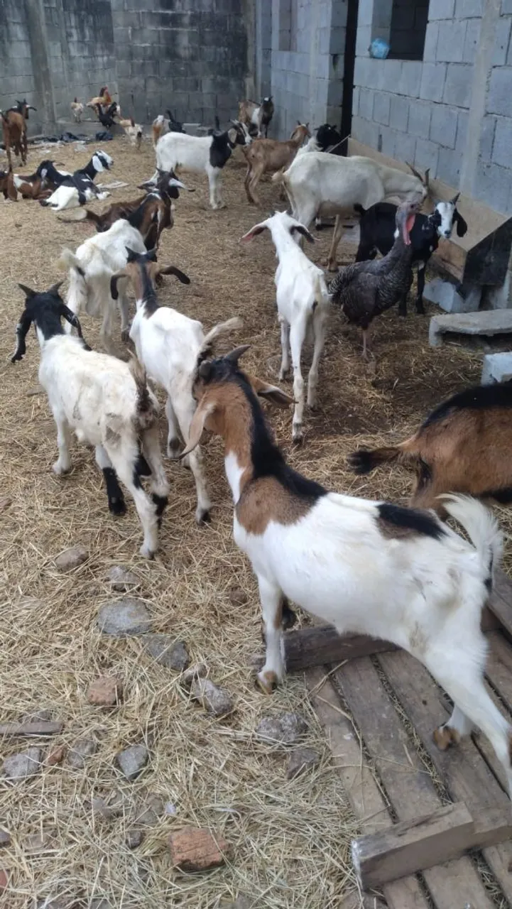 "bodes e cabras" no Brasil