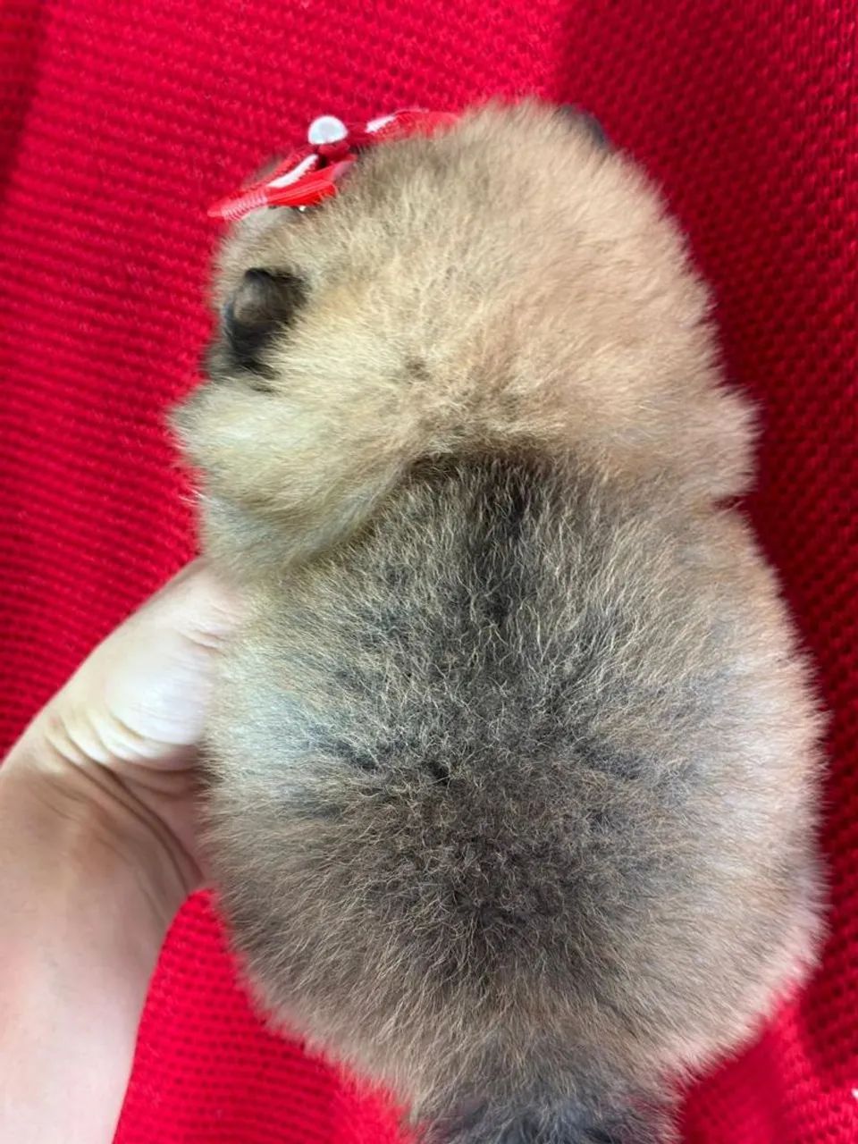 Spitz Alemão Anã Fêmea Laranja!! Bonequinha Linda. - Cachorros ...