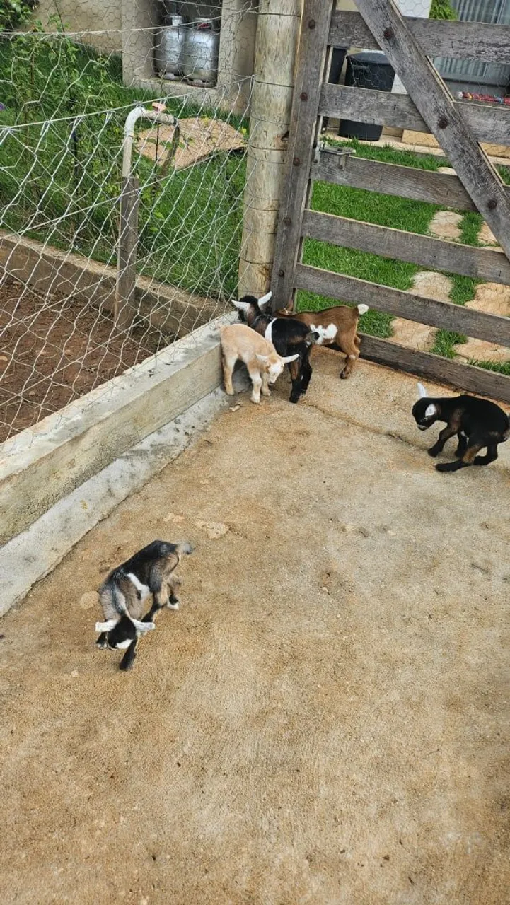 "mini cabras" no Brasil