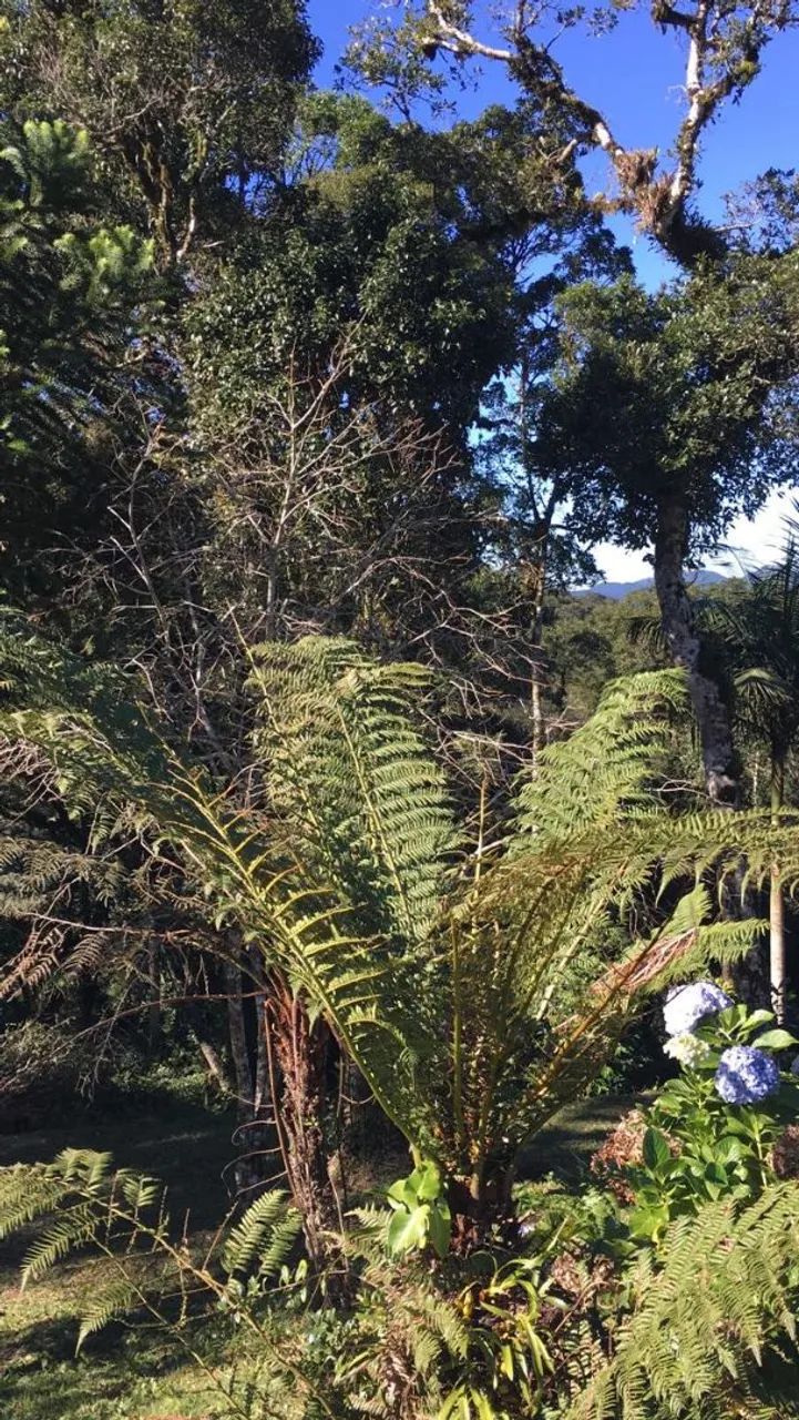 Casa pricipal + Chalé com piscina - Terrenos, sítios e fazendas ...