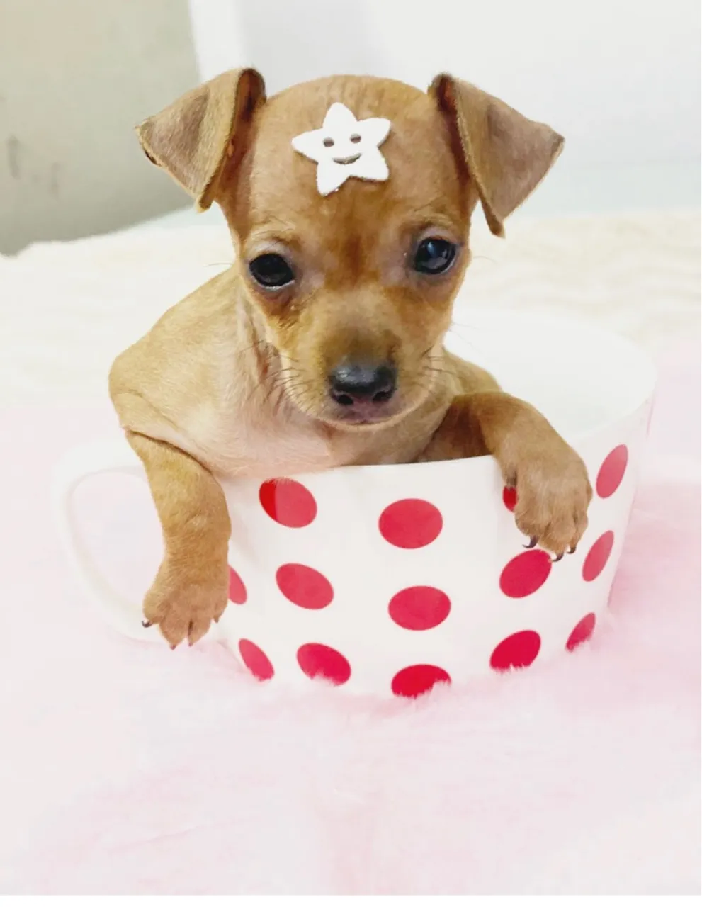 "pinscher 00 miniatura" - Cachorros no Brasil