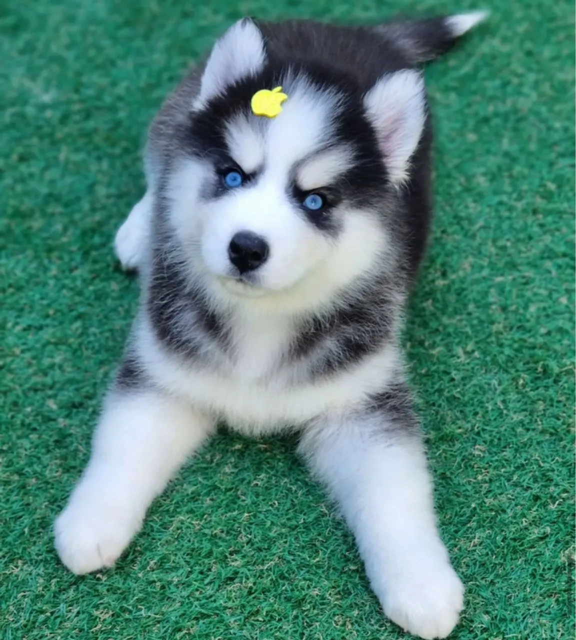 "huski seberiano" no Brasil