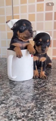 "pinscher 0" - Cachorros no Brasil