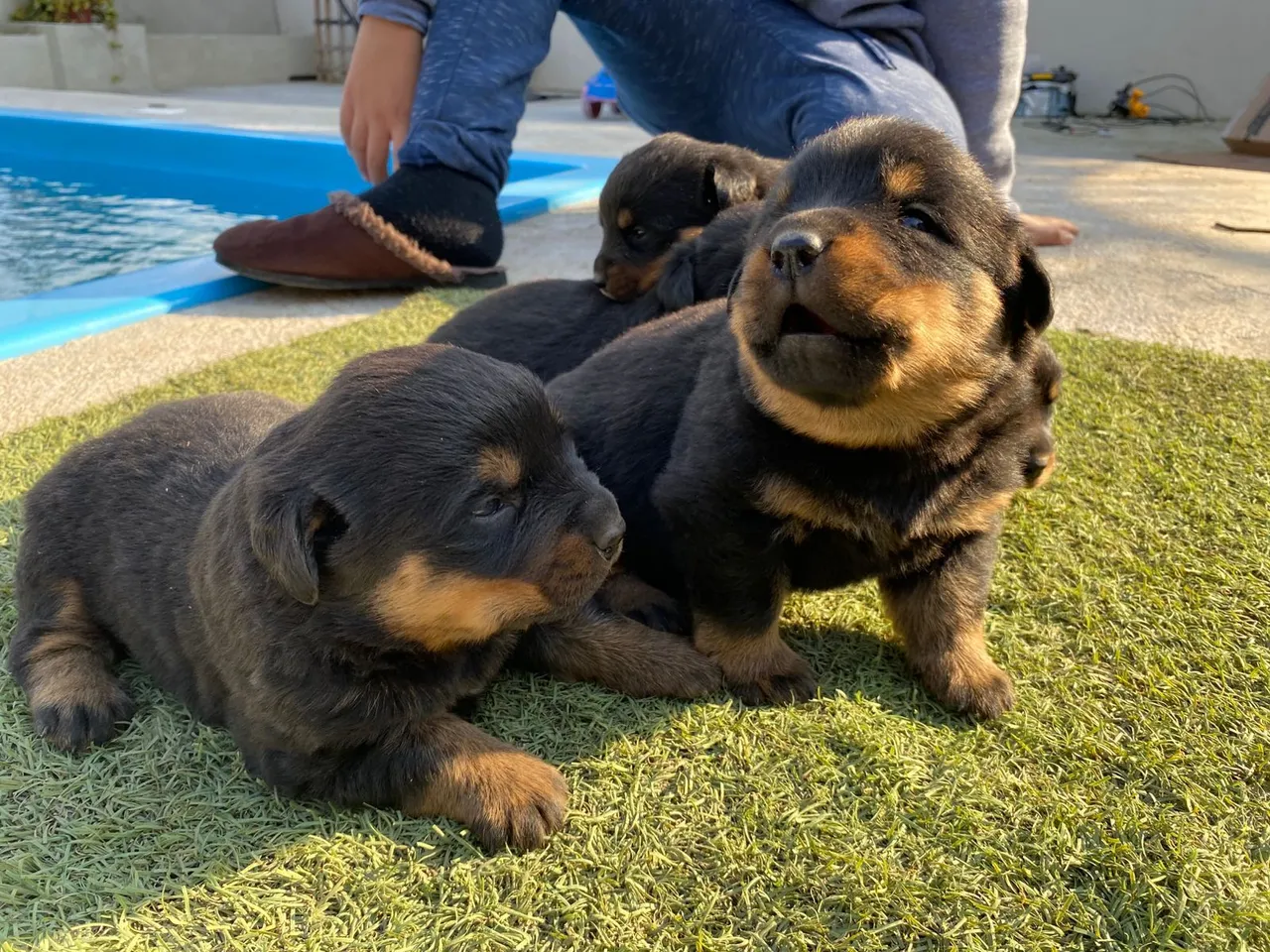 "filhotes de rottweiler puro" - Cachorros no Brasil
