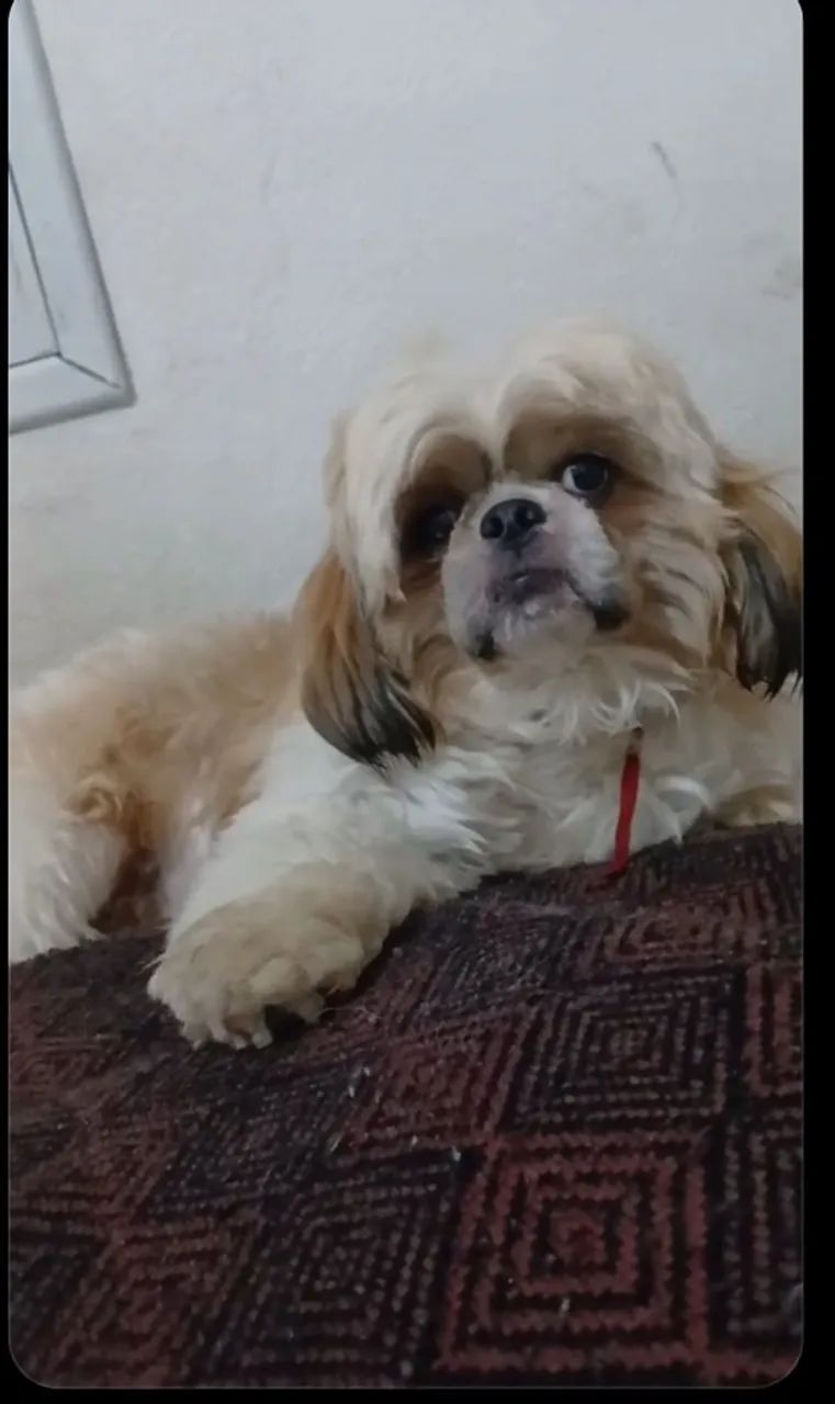 raça shituso - Cachorros - Novo Horizonte, Linhares 1468608691 | OLX