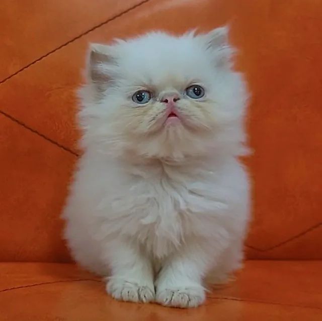 Persa himalaio | +98 anúncios na OLX Brasil