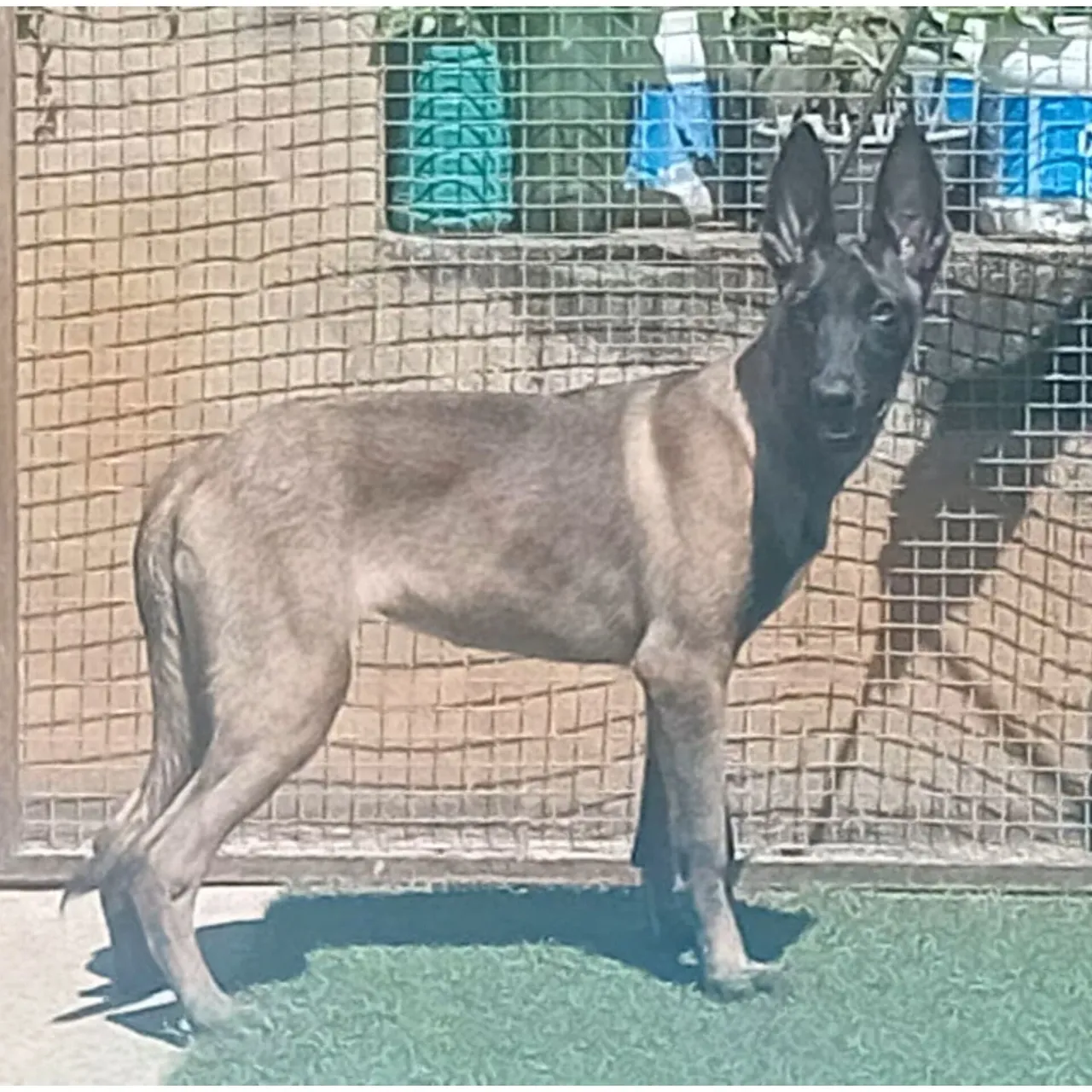 "mallinois" no Brasil