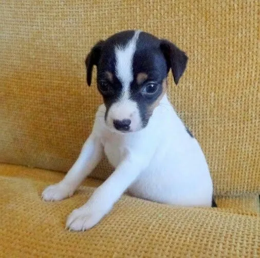 "doacao fox paulistinha" - Cachorros no Brasil