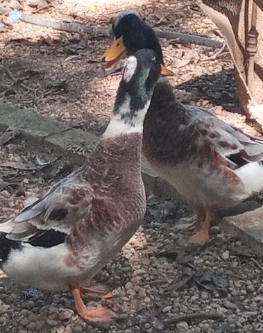 "marrecos rouen" no Brasil