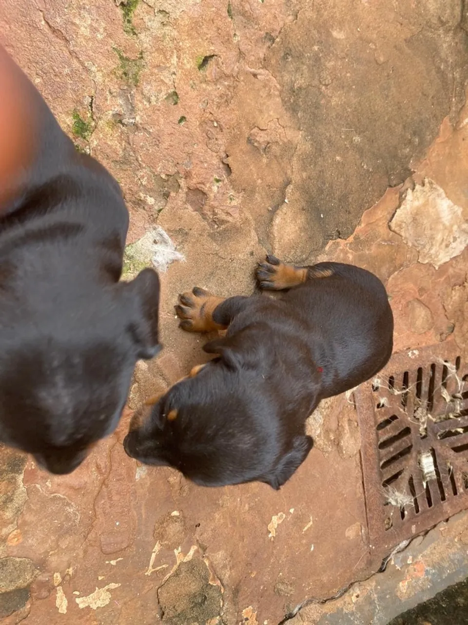 "cachorro cofap" - Cachorros no Brasil