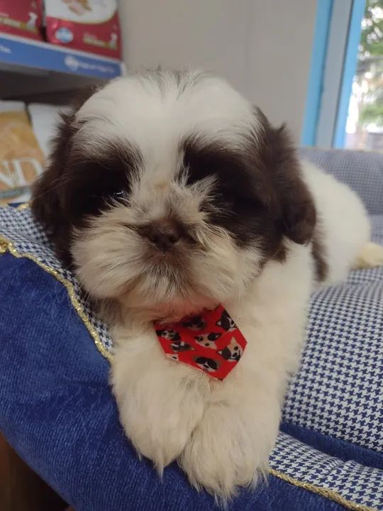 Filhote Shih Tuz bebê encanto e saúde garantidos - Cachorros - São ...