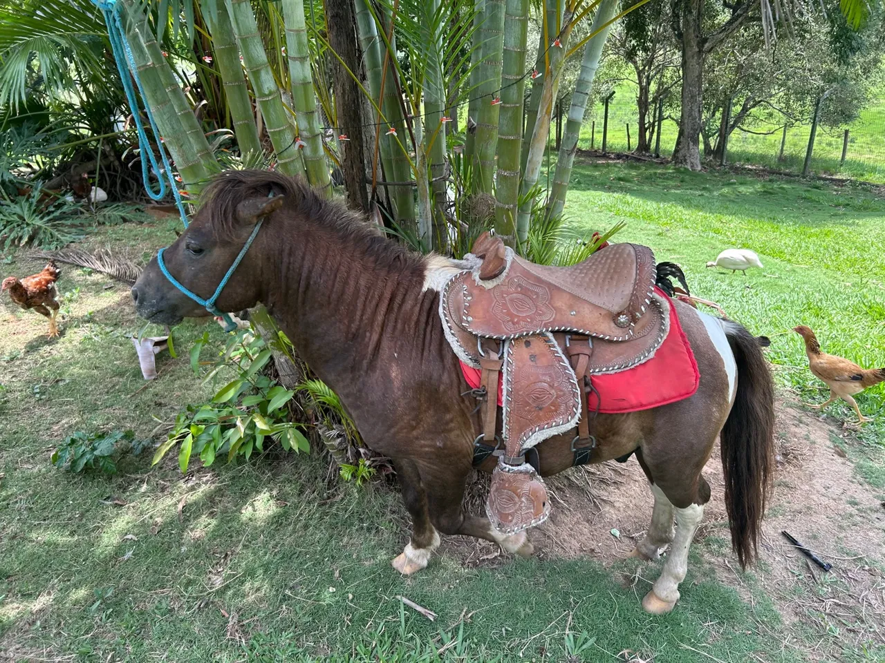 "mini ponei" no Brasil