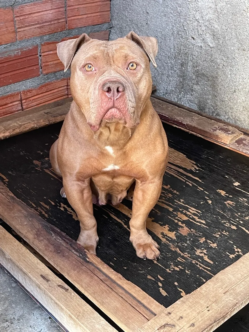 "cachorros pit monster" - Cachorros no Brasil