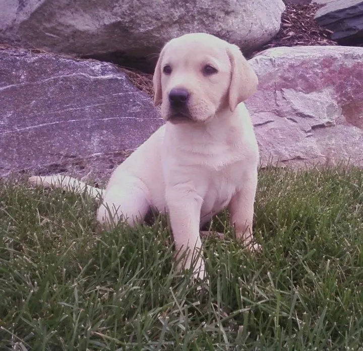 "cao labrador filhotes" - Cachorros no Brasil