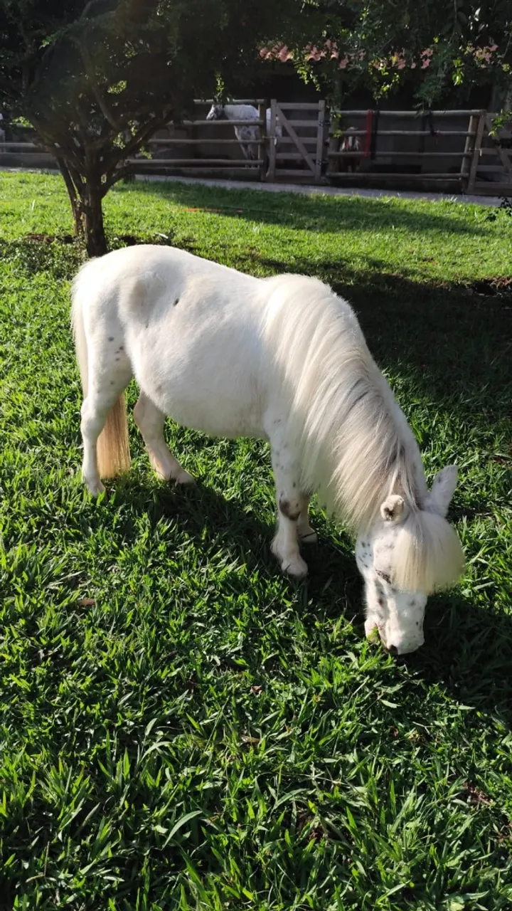 "mini ponei" no Brasil