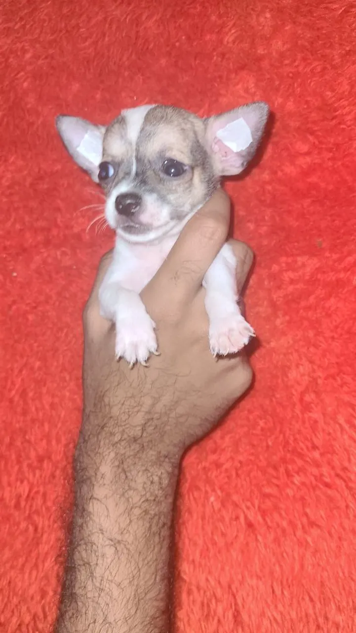 "pinscher 0" - Cachorros no Brasil