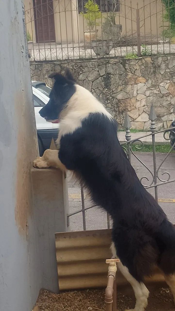 Border colie c/pedegre - Cachorros - Barreiros, São José 1462131178 | OLX