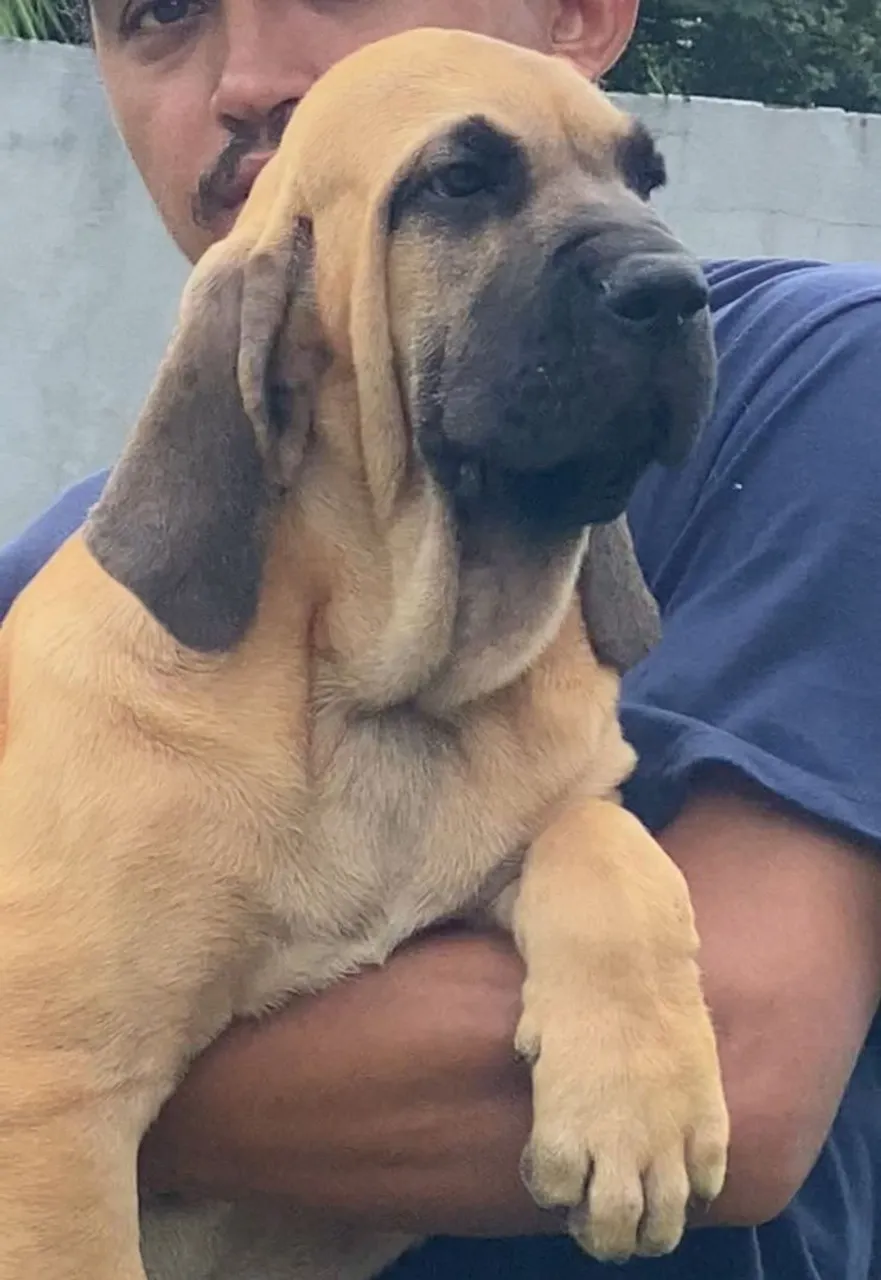 "filhote de fila brasileiro" - Cachorros no Brasil