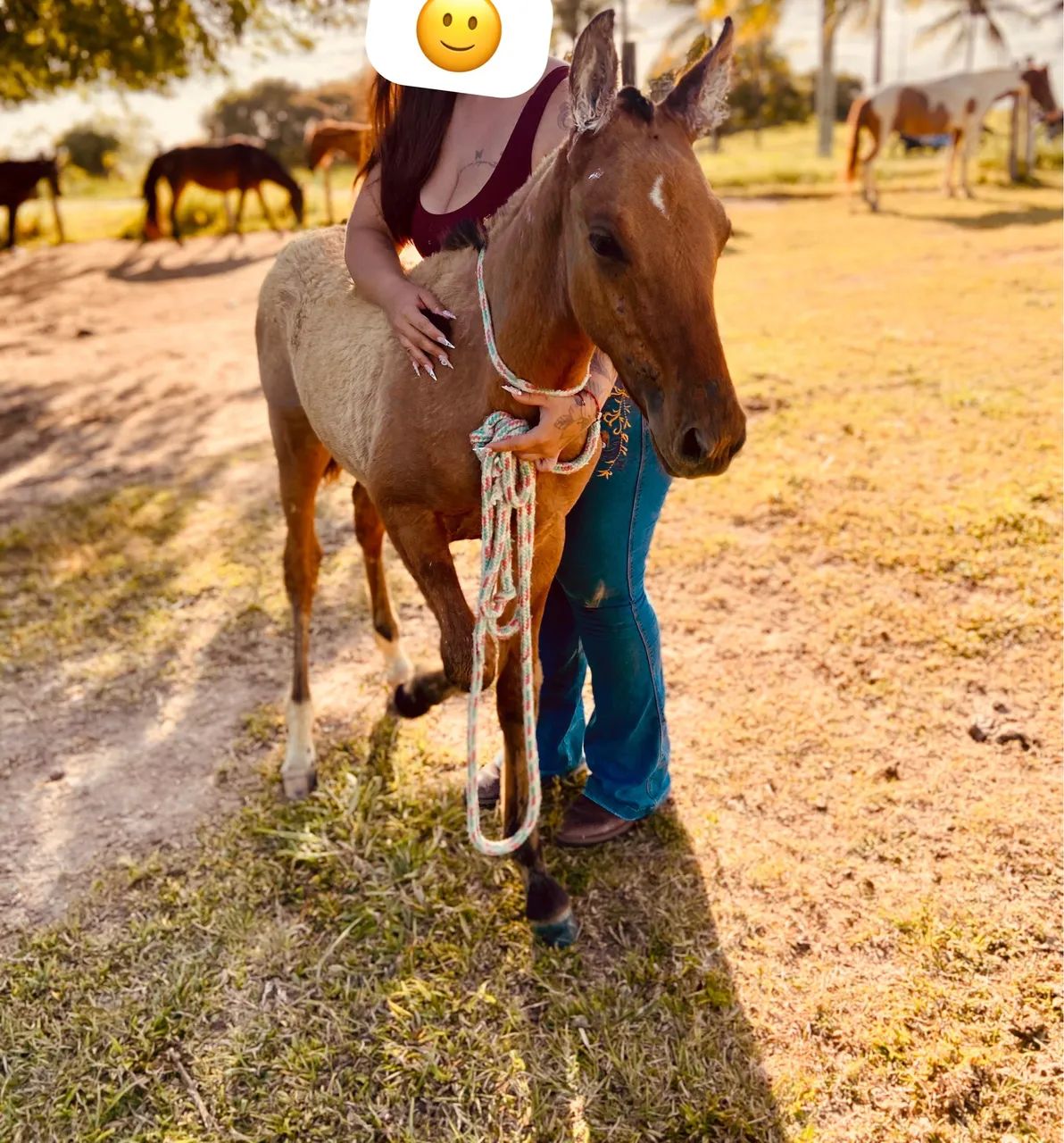 Potro mangalarga - Animais para agropecuária - Interlagos, Linhares ...