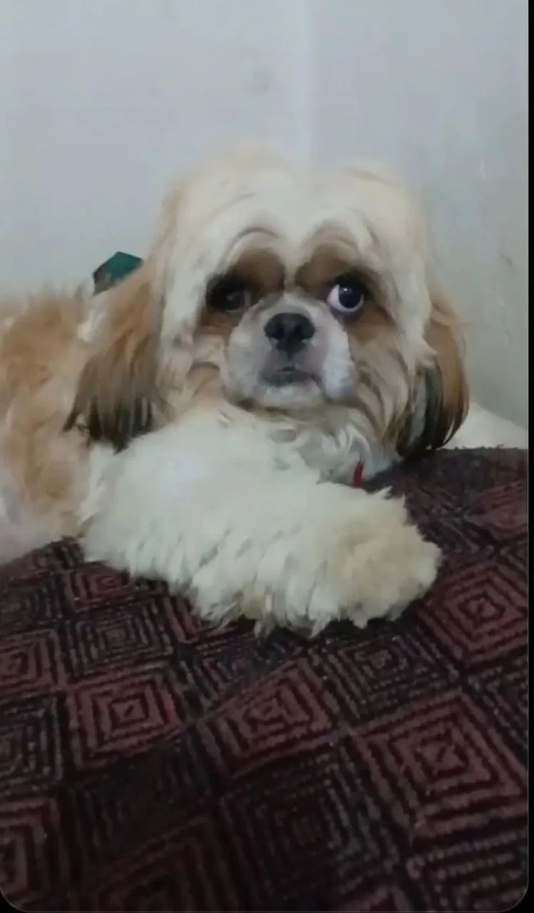 raça shituso - Cachorros - Novo Horizonte, Linhares 1468608691 | OLX