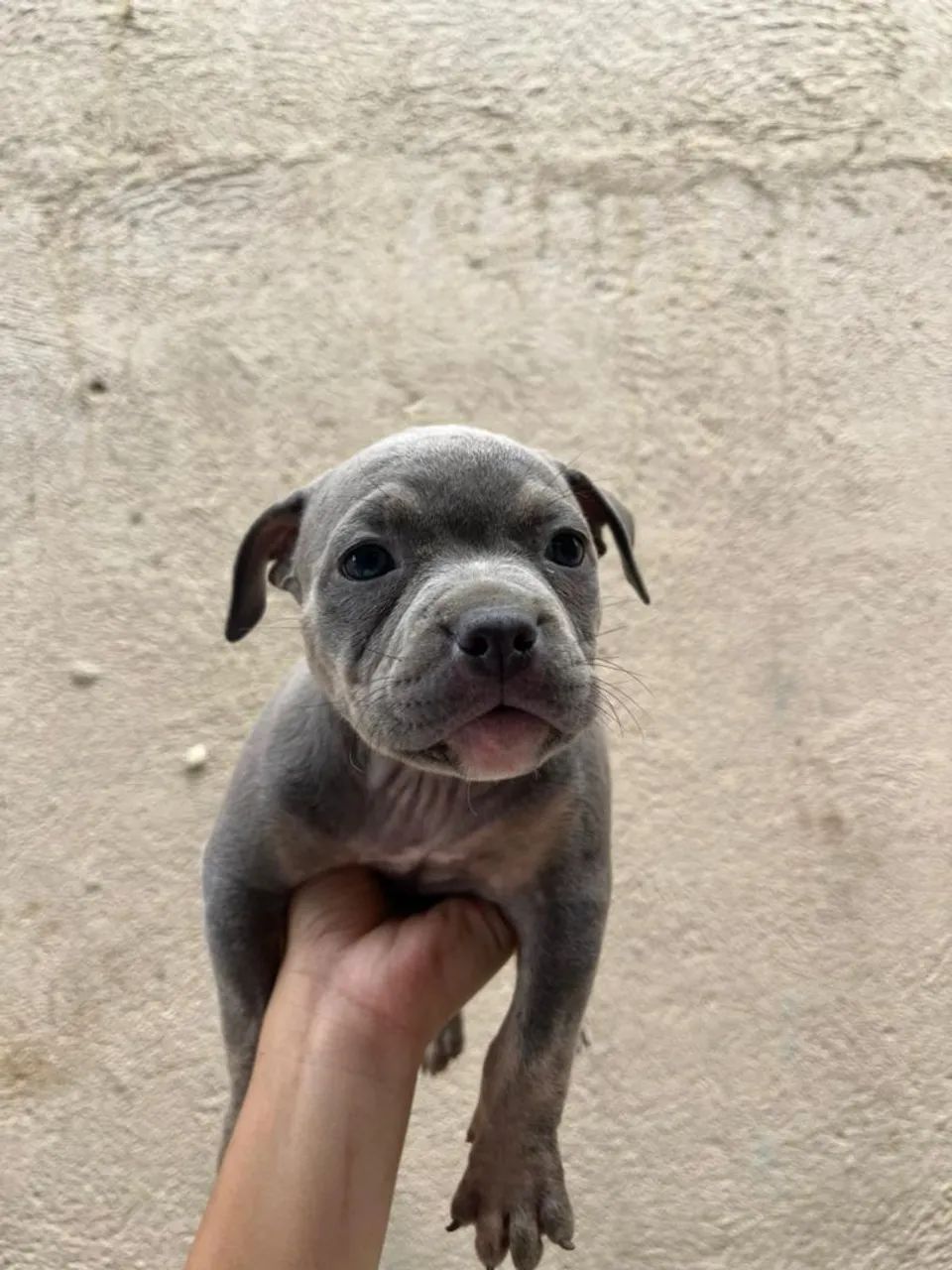 Vende-se filhote American Bully com pedigree - Cachorros - Jardim ...