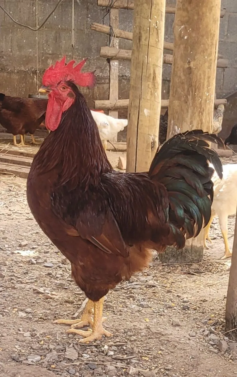 "galinha rhodia" no Brasil