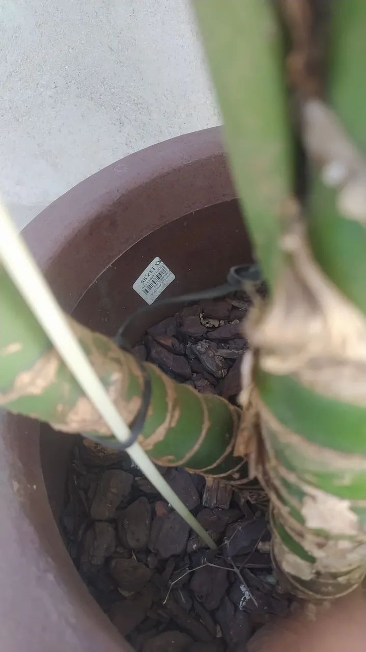 Planta Comigo Ninguém Pode - Jardinagem e Plantas - Jardim Santa Inês I ...