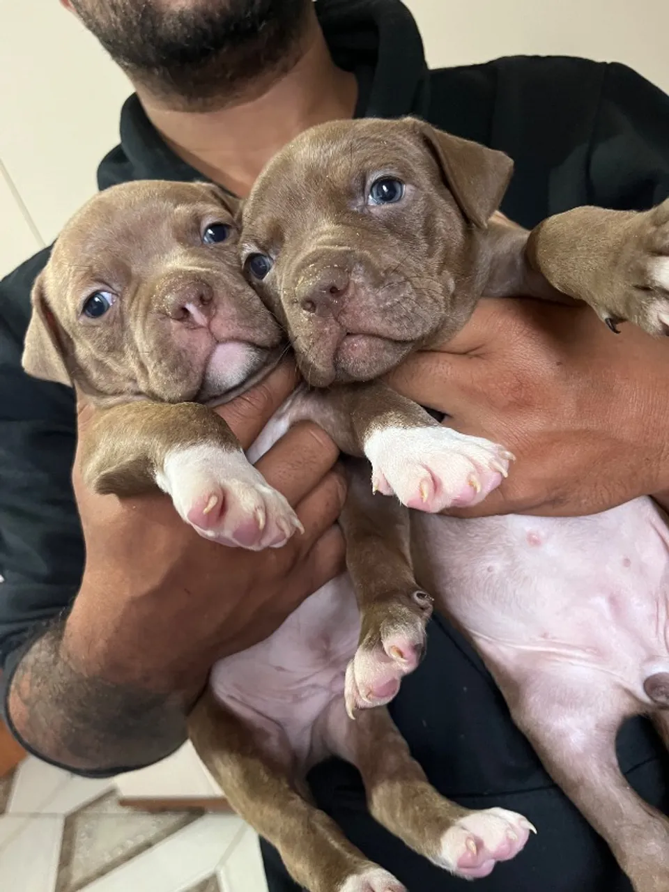 "filhotes de american bully" - Cachorros no Brasil