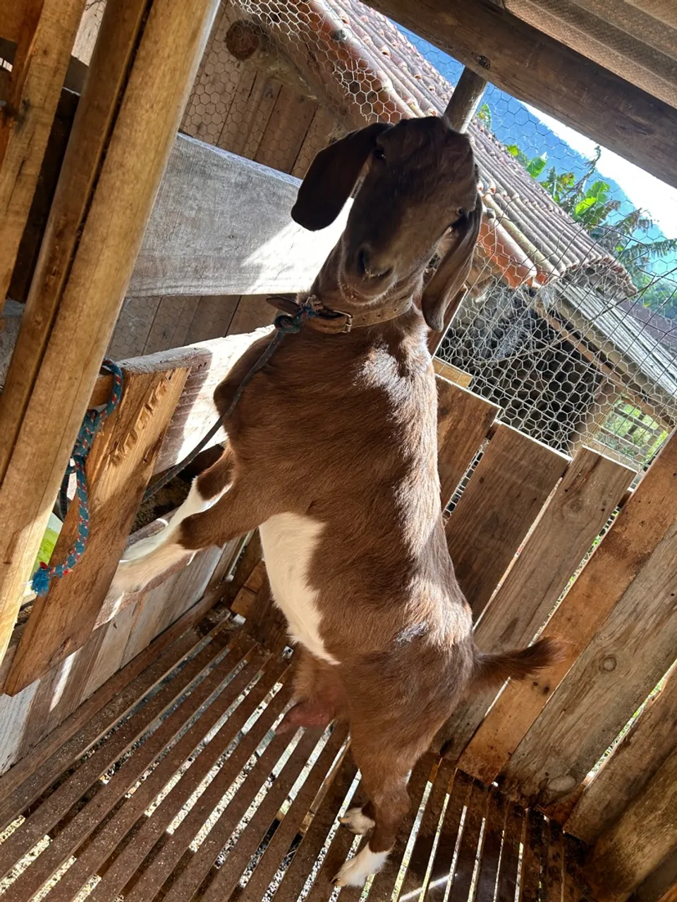 "bodes e cabras" no Brasil