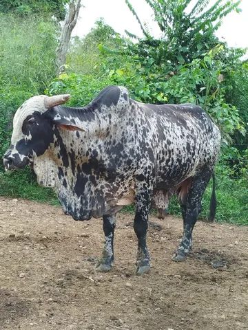 "boi manso" no Brasil