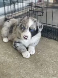 "filhotes border collie blue merle" - Cachorros no Brasil