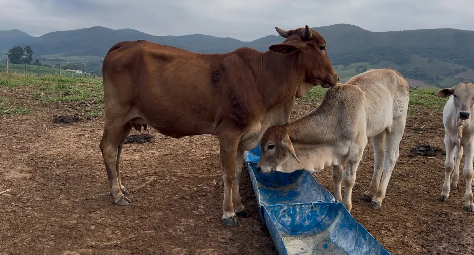 "vacas gir leiteiro" no Brasil