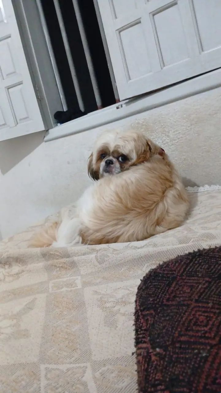 raça shituso - Cachorros - Novo Horizonte, Linhares 1468608691 | OLX