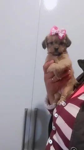 "mini lhasa apso" no Brasil