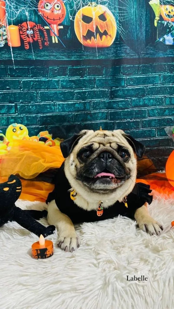 Filhotes de Pug - Cachorros - Vila Anália, Montes Claros 1446414459 | OLX