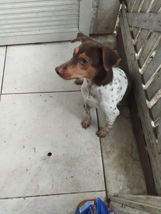 Cachorro FOX PAULISTINHA filhote - Cachorros - Luar da Barra, Barra dos ...