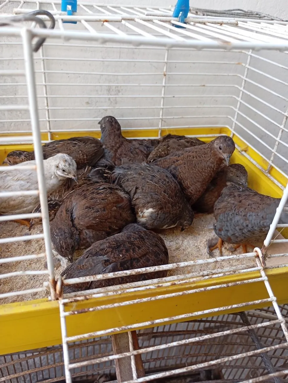 "codorna chinesa" - Outros animais no Brasil