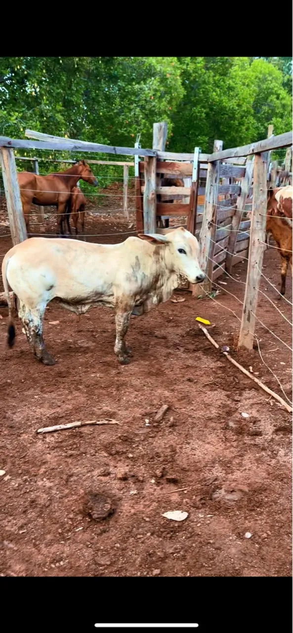 "mini vaca" - Animais para agropecuária no Brasil