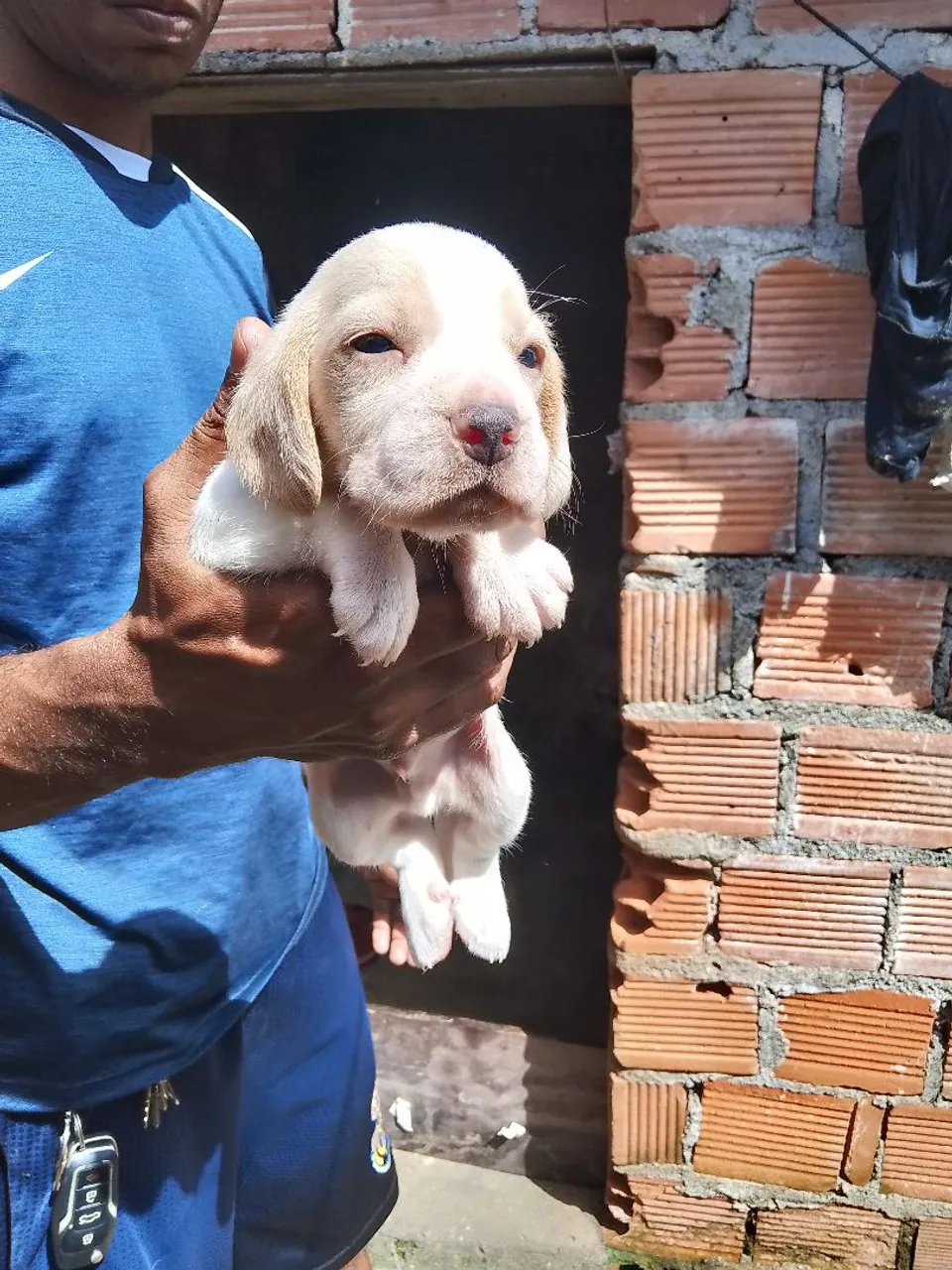 "filhotes de cachorros beagle" - Cachorros no Brasil