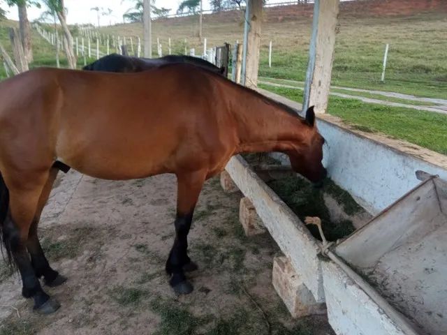 Cavalo Mangalarga Marchador Registrado - Animais para agropecuária ...