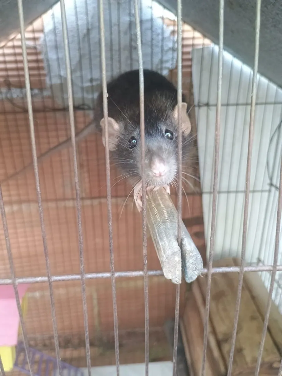 "rato twister venda" - Roedores no Brasil