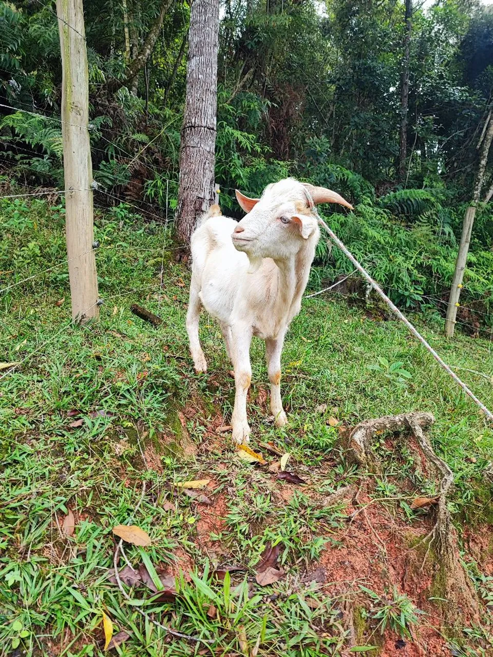 "bodes e cabras" no Brasil