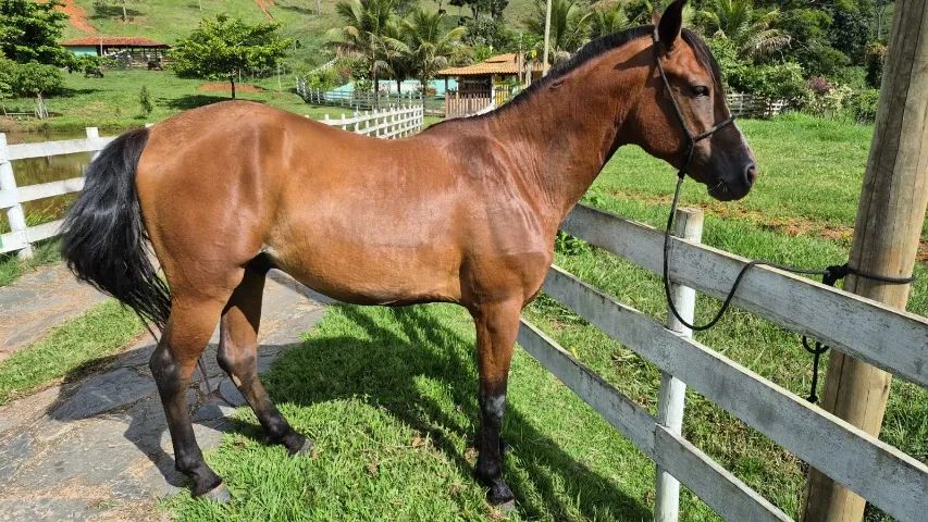 Cavalo Mangalarga Marchador Registrado - Animais para agropecuária ...