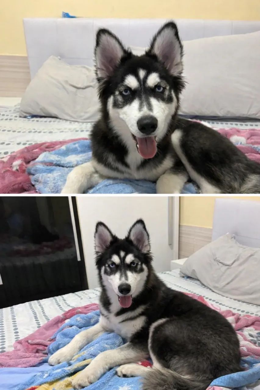 Husky Siberiano Pedigree CBKC - Cachorros - Banco de Areia, Mesquita ...