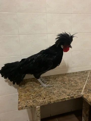 "frango branco" no Brasil